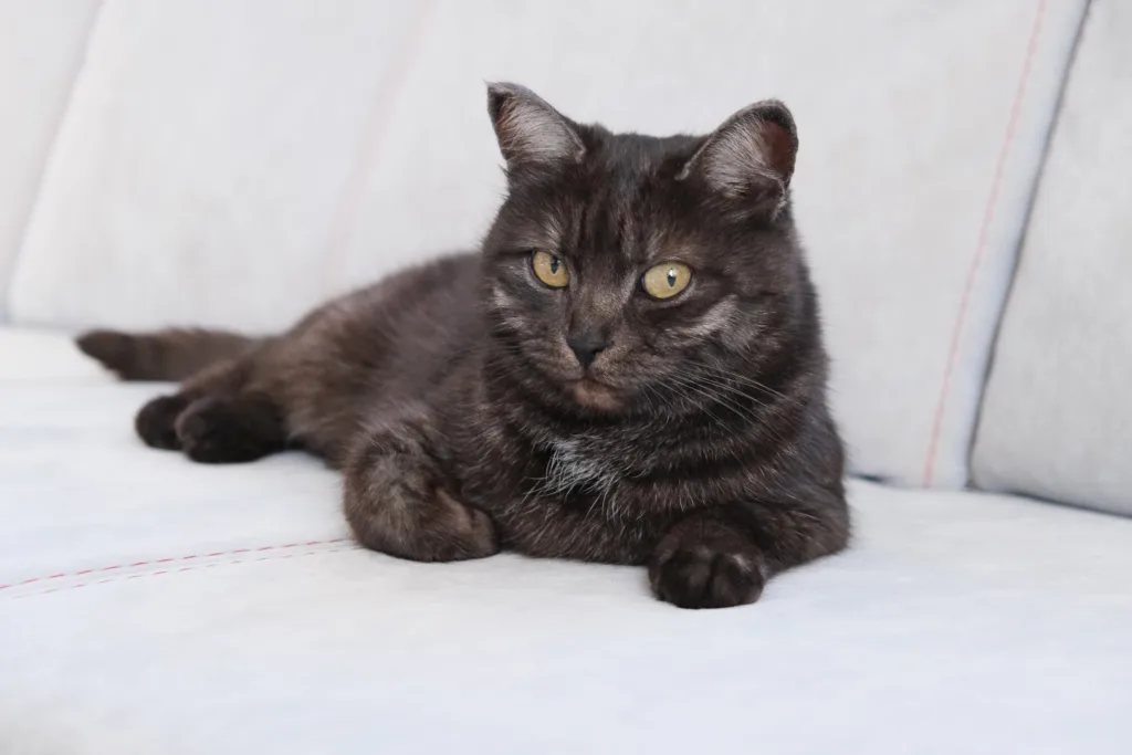 Kot Syberyjski Rasa Neva Masquerade - Charakterystyka - Złoty Gród - Koty